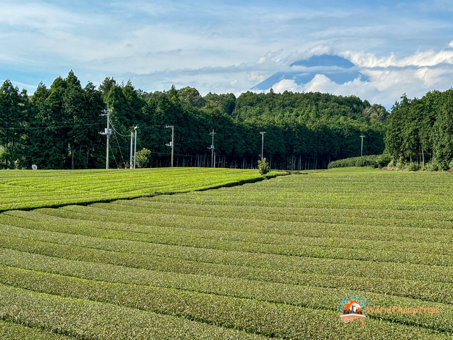 Exploring Shizuoka and the Green Tea Culture - WarmCheapTrips